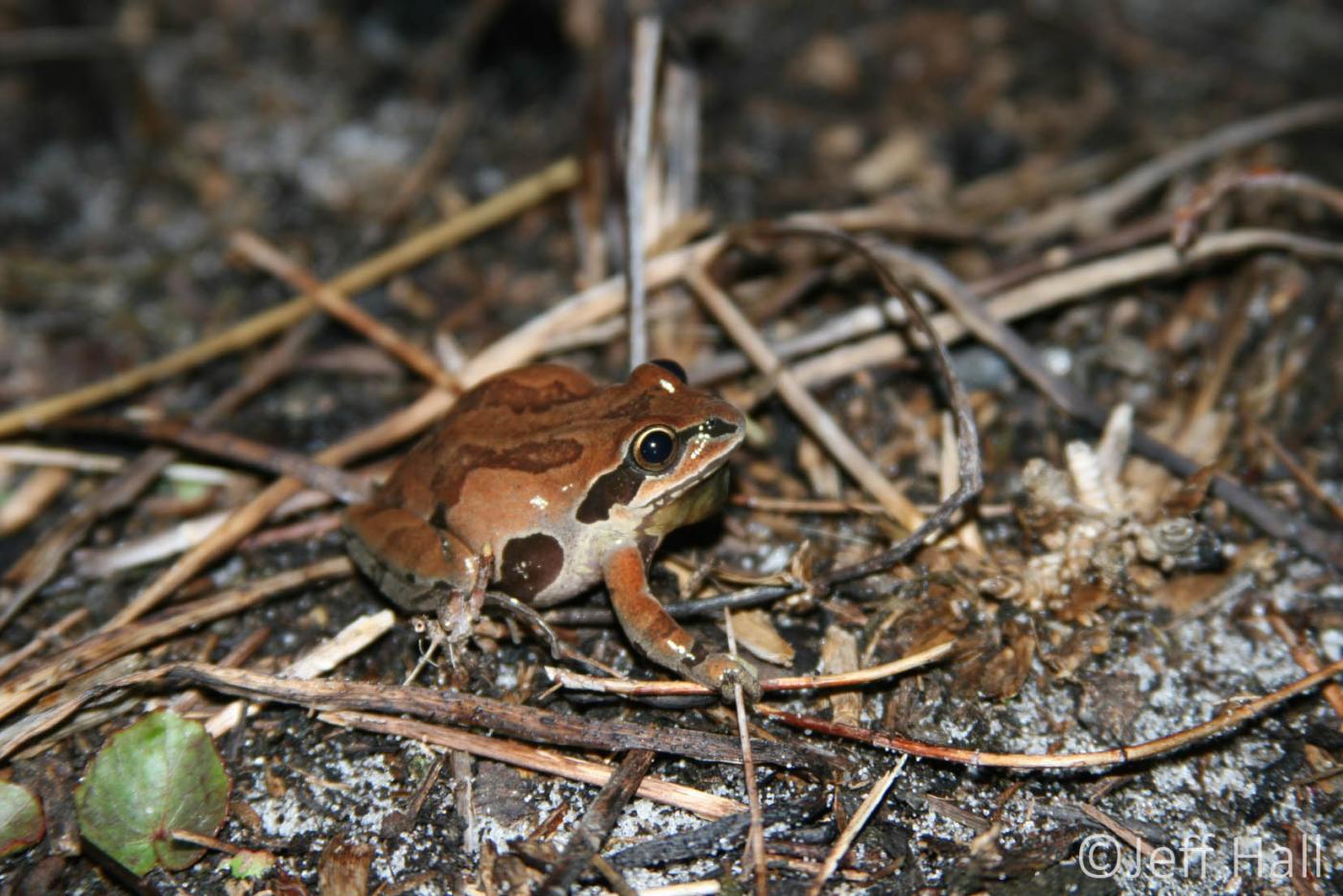 Ornate Chorus Frog | NC Wildlife
